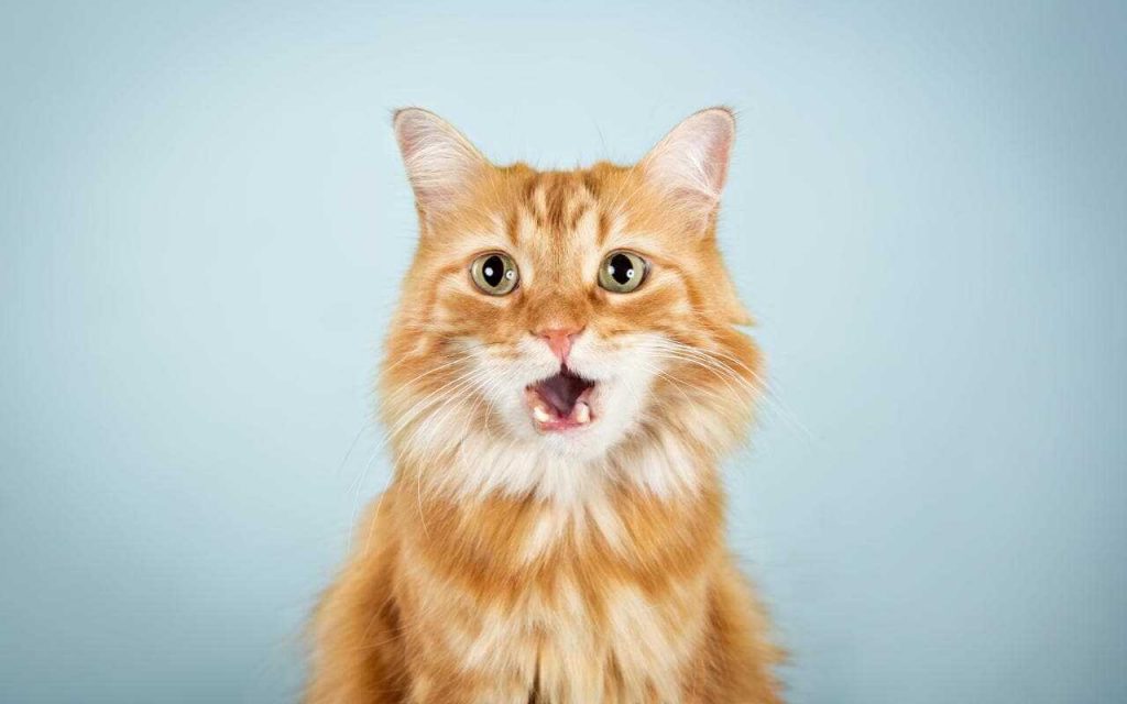 What Does Cat Trilling Mean Everything You Need To Know What Does Cat Trilling Mean Everything You Need To Know