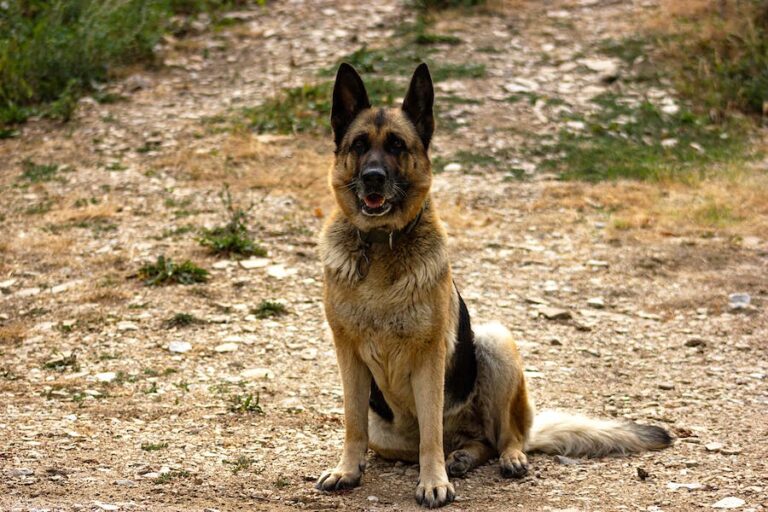 Saddleback German Shepherd Breed Information