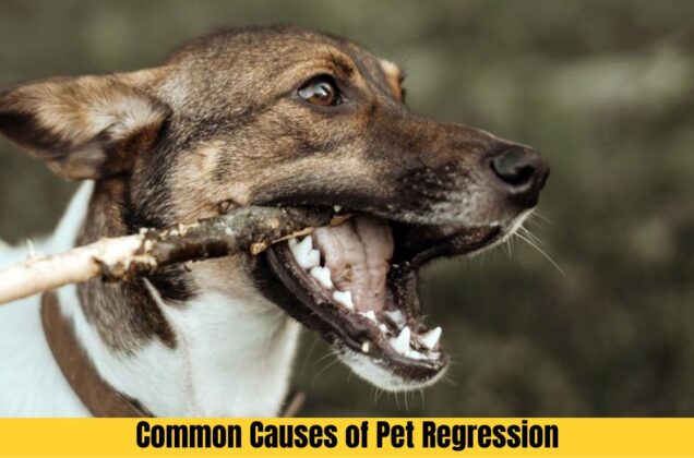 What Is Pet Regression? Get the Detailed Info Here!