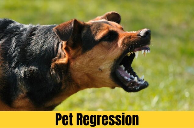 What Is Pet Regression? Get the Detailed Info Here!